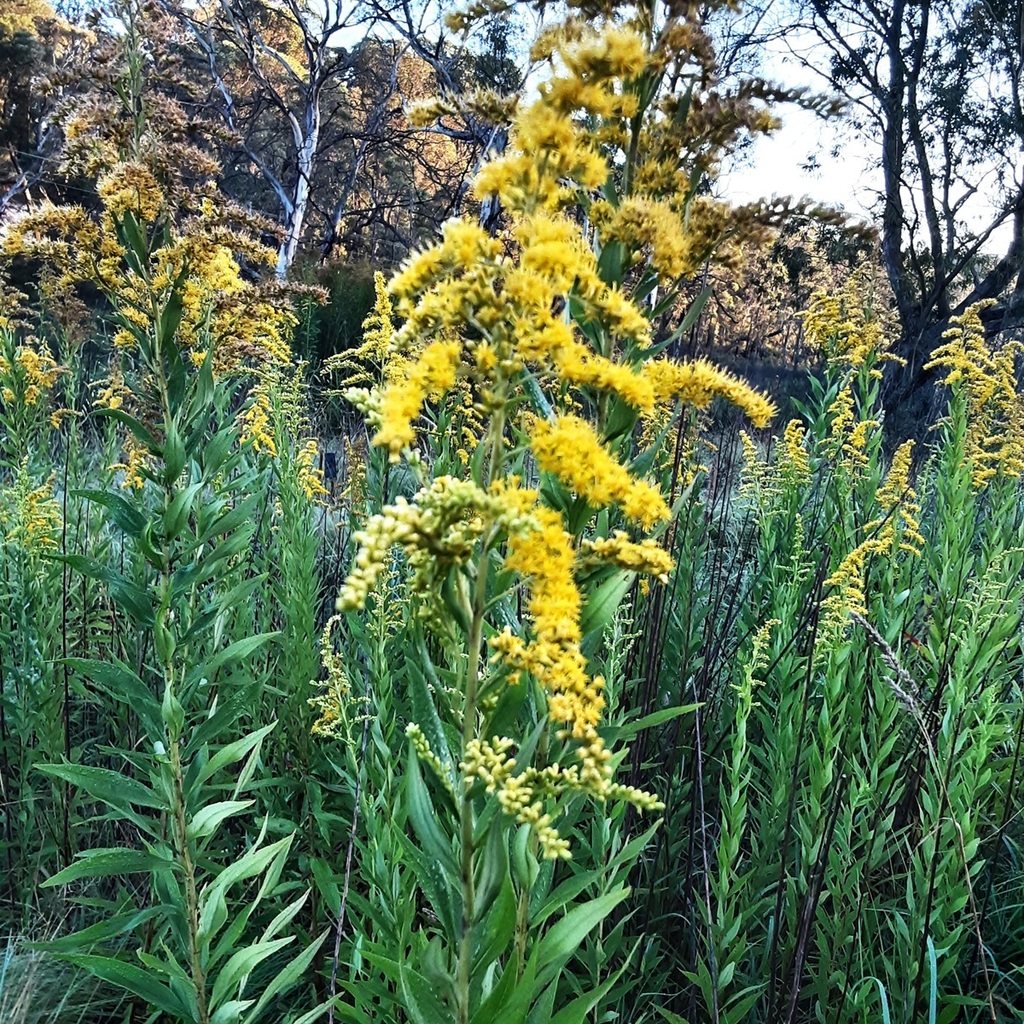 tall goldenrod from Clarence NSW 2790, Australia on March 9, 2024 at 07 ...