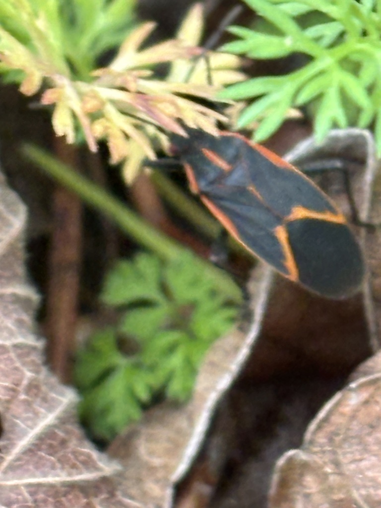 Eastern Boxelder Bug from Cahaba River Rd, Birmingham, AL, US on March ...
