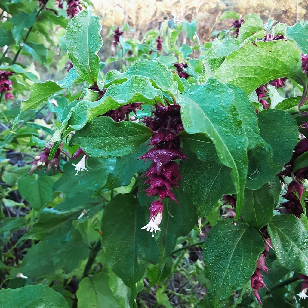 Himalayan honeysuckle from Clarence NSW 2790, Australia on March 9 ...
