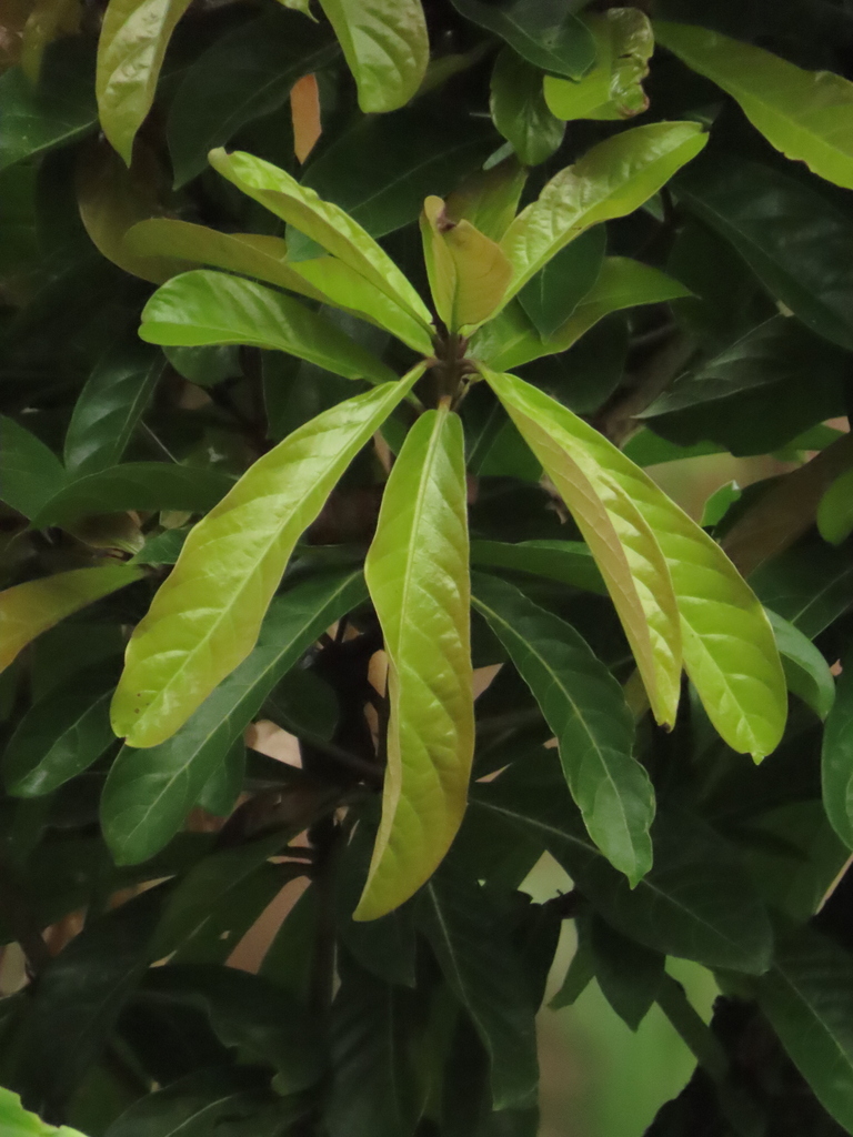 Aniba robusta en febrero de 2024 por Mateo Hernandez Schmidt · NaturaLista Colombia