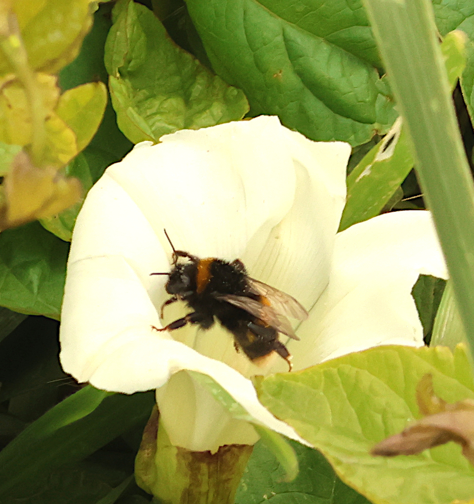 Buff-tailed Bumble Bee from Invercargill Estuary, Appleby, Invercargill ...