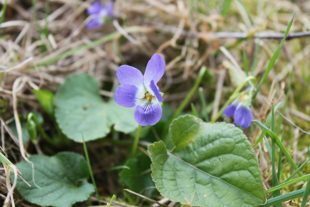 Russian Violet from Tvarožná, Tvarožná, 64, CZ on 09 March, 2024 at 11: ...