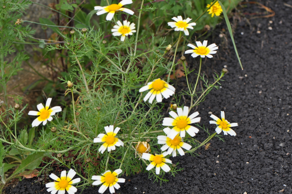 Garland Daisy from 8500 Alvor, Portugal on March 7, 2024 at 01:01 PM by ...