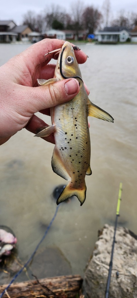 Channel Catfish from Logan County, OH, USA on March 9, 2024 at 12:17 PM ...