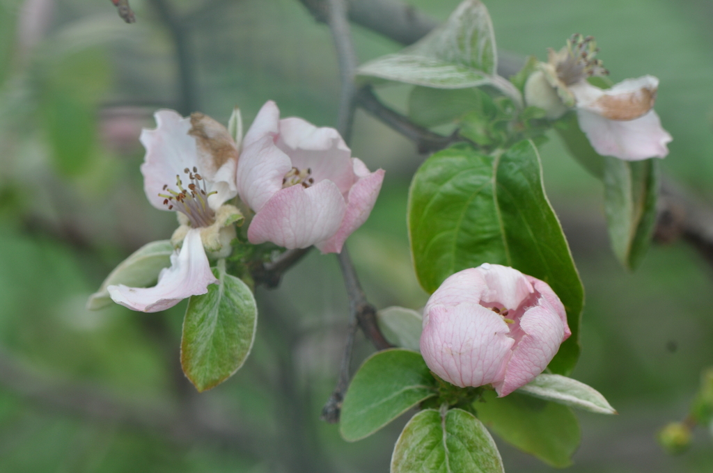 Maleae from 8500 Alvor, Portugal on March 7, 2024 at 01:03 PM by ...