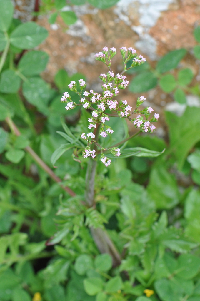 Valerian from 8500 Alvor, Portugal on March 7, 2024 at 01:06 PM by ...