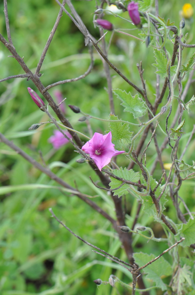bindweeds from 8500 Alvor, Portugal on March 7, 2024 at 01:12 PM by ...