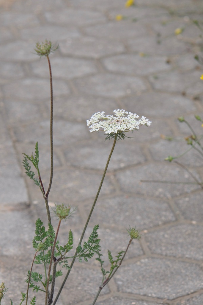 wild carrot from 8500 Alvor, Portugal on March 7, 2024 at 01:14 PM by ...