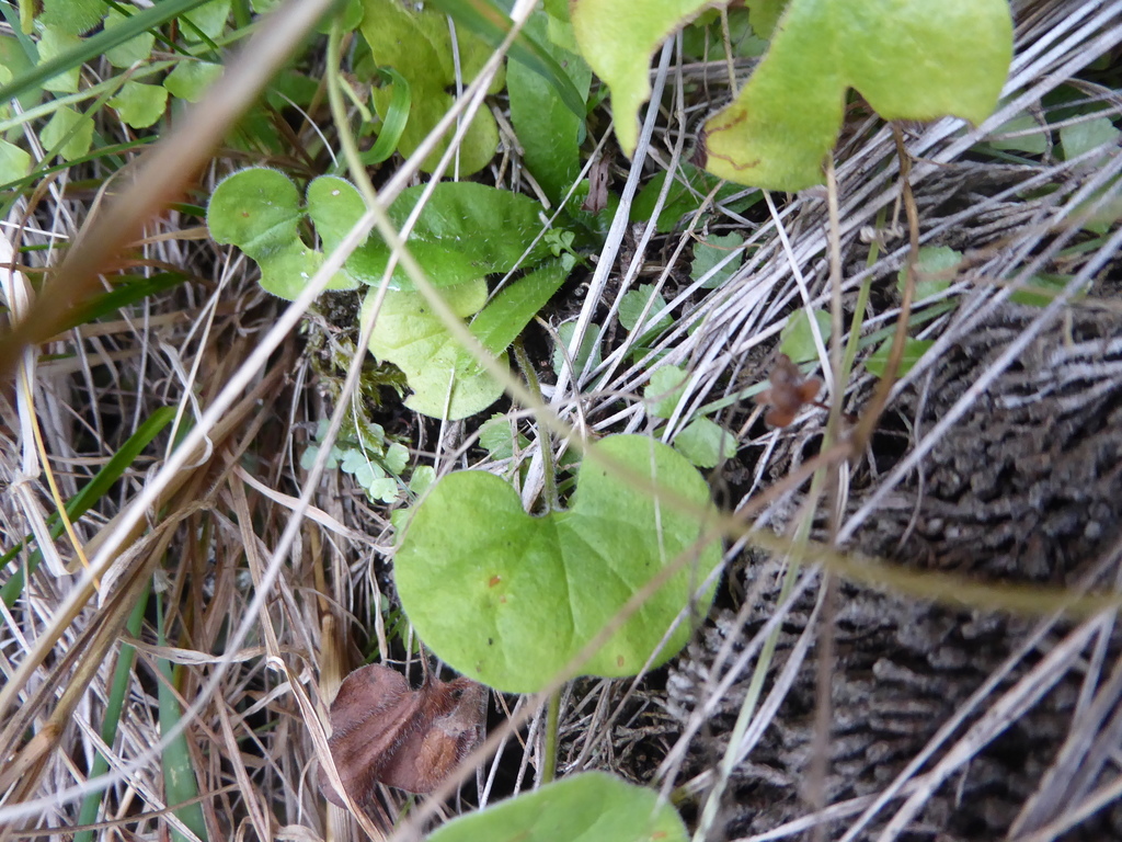 kidney weed from Clyde, New Zealand on April 24, 2019 at 05:10 PM by ...