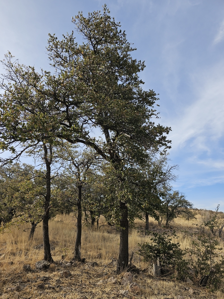 Emory oak from 31625 Chih., México on March 9, 2024 at 05:16 PM by ...