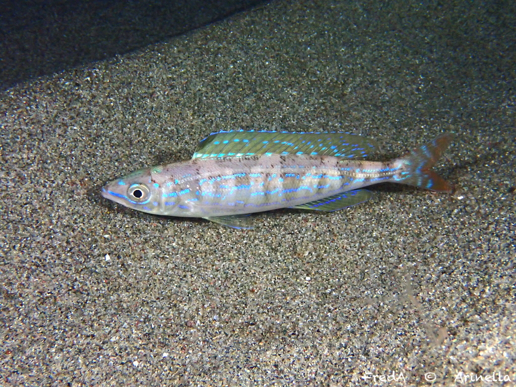 Picarel (Spicara smaris) - Marine Life Identification