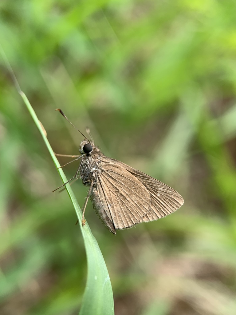 Three-spotted Skipper in March 2024 by Octavio Rivera Hernández ...