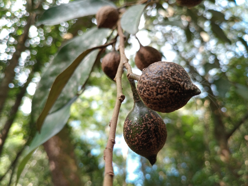 Otoba acuminata in February 2024 by edj_rivas · iNaturalist
