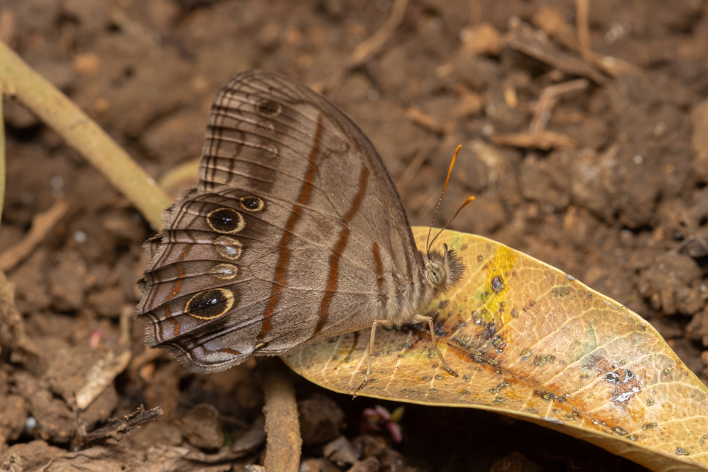 Blue-gray Satyr from Provincia de Alajuela, Ánimas, Costa Rica on ...