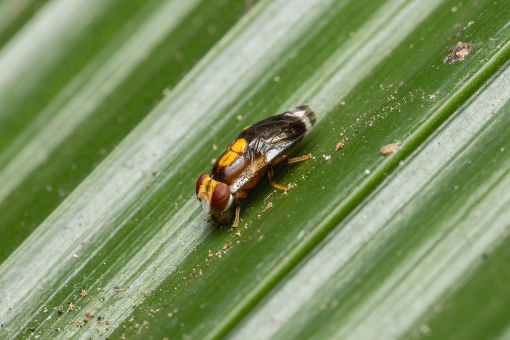 Dwarf Flies from Provincia de Alajuela, Ánimas, Costa Rica on February ...