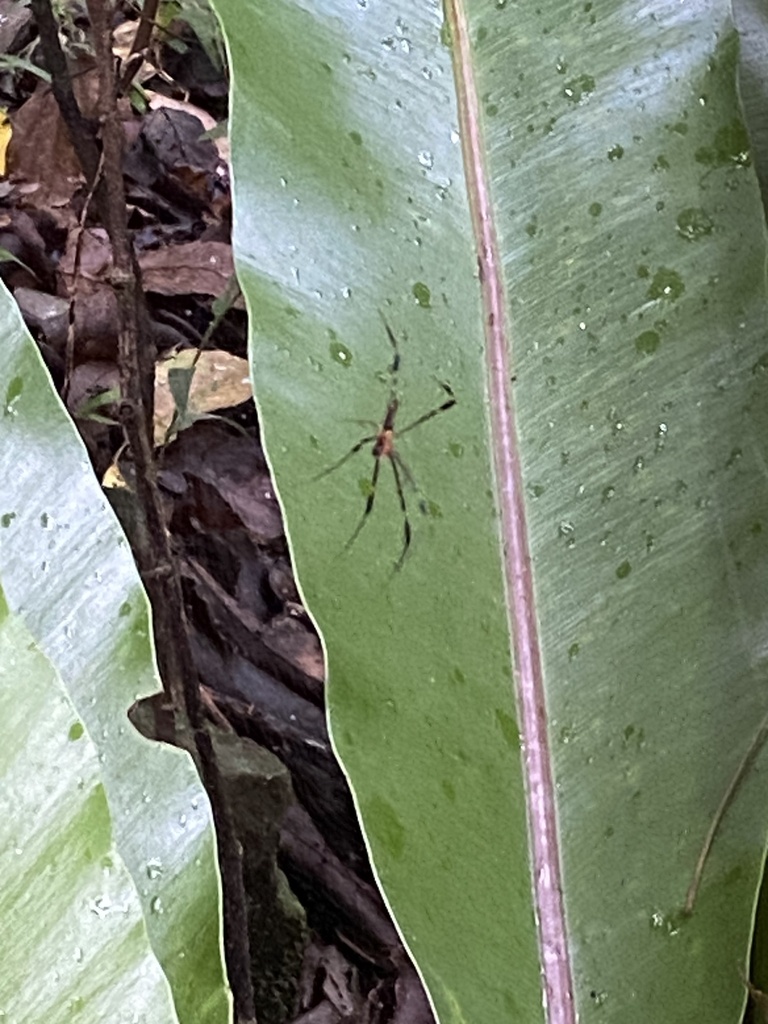 Giant Golden Orbweaver from Balmoral Ridge, QLD, AU on March 9, 2024 at ...