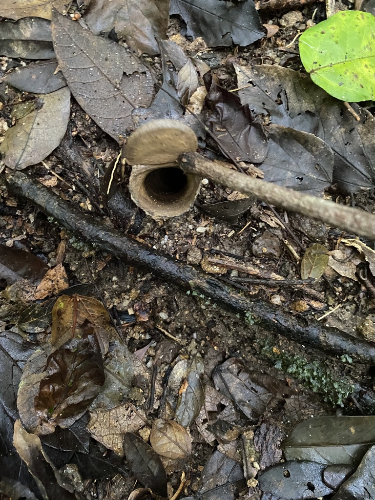 Spiny Trapdoor Spiders from Balmoral Ridge, QLD, AU on March 9, 2024 at ...