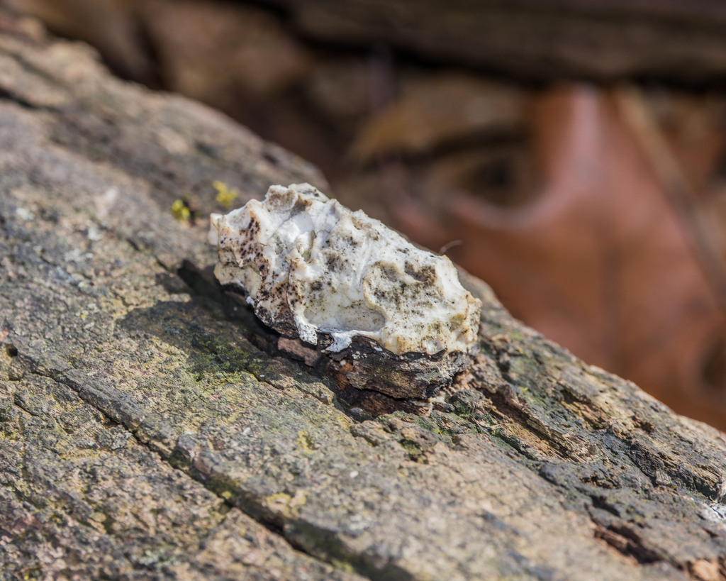 Smooth Patch Disease from Downers Grove, IL, USA on March 9, 2024 at 01 ...