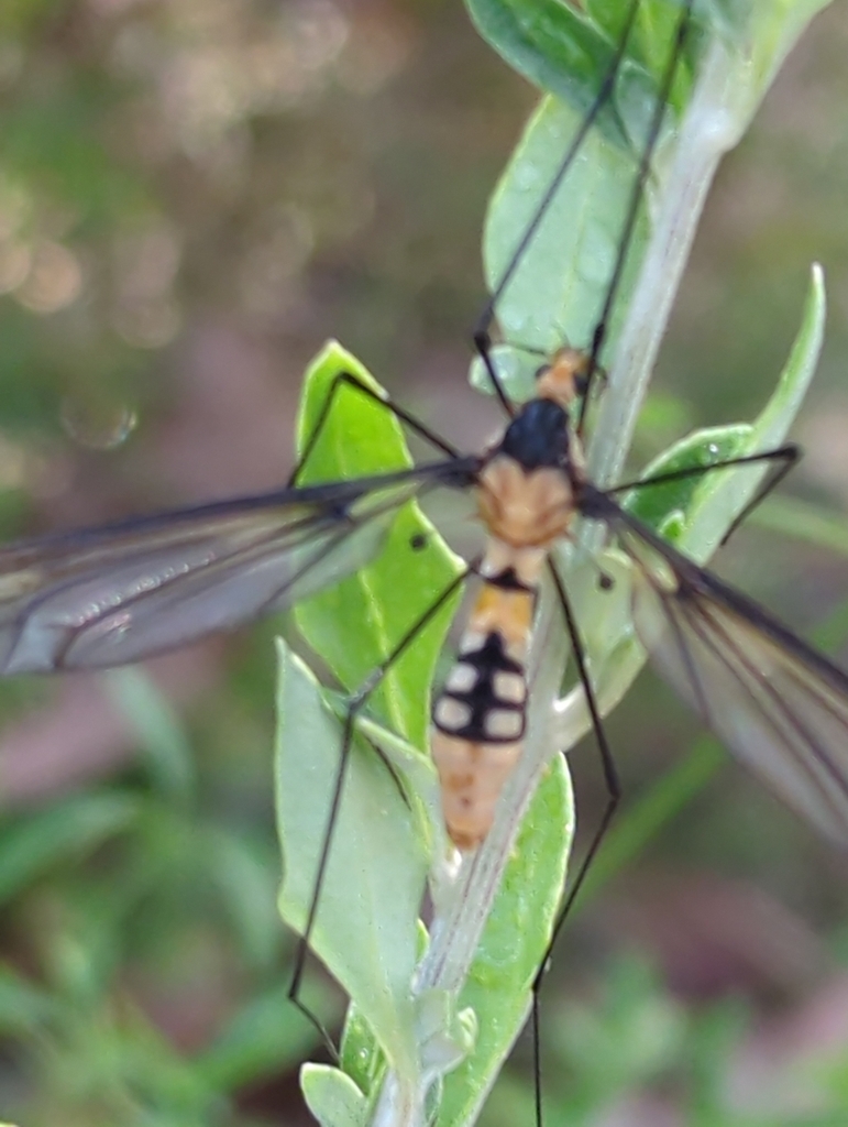 Leptotarsus clavatus from Park Orchards VIC 3114, Australia on March 10 ...