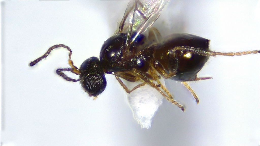 Neuroterus howertoni from 6100 Main St, Houston, TX 77005, USA on March ...