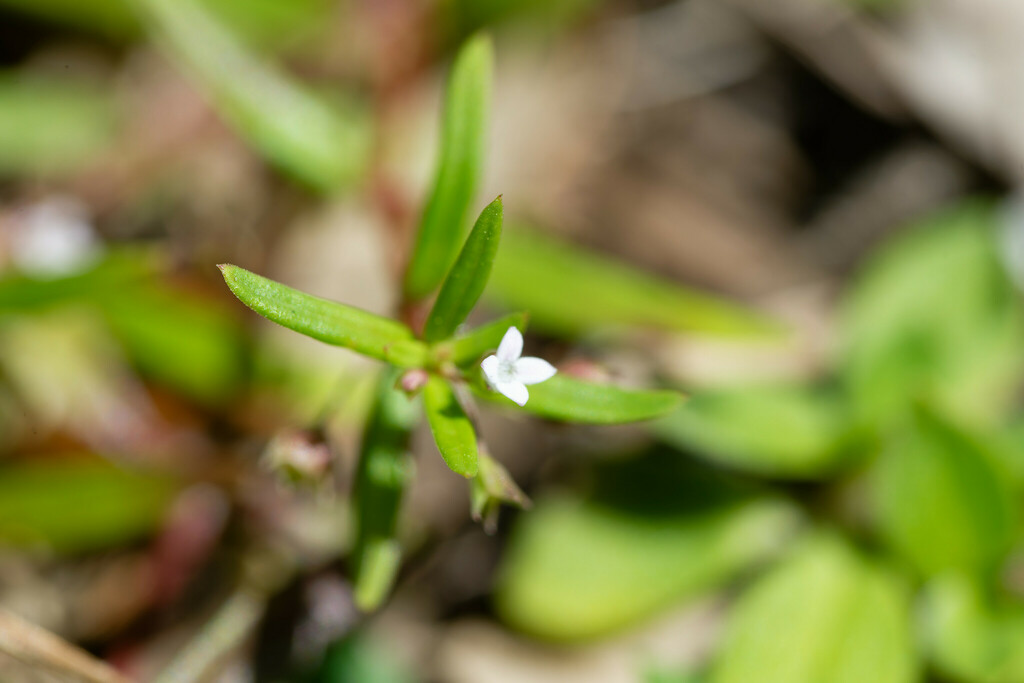 Old World Diamond Flower from Alta Vista, Sarasota, FL, USA on February ...