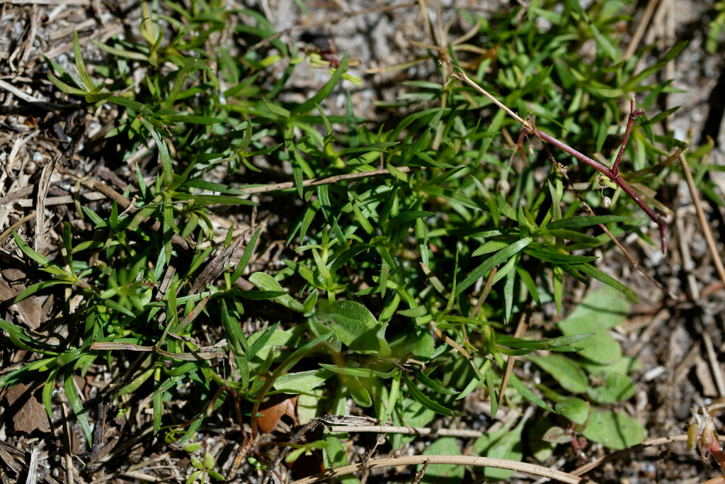 Rust Weed from Alta Vista, Sarasota, FL, USA on February 24, 2024 at 12 ...