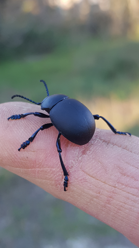 Timarcha from Domaine Saint-Antonin, Rte de Vauvenargues, 13490 Jouques ...