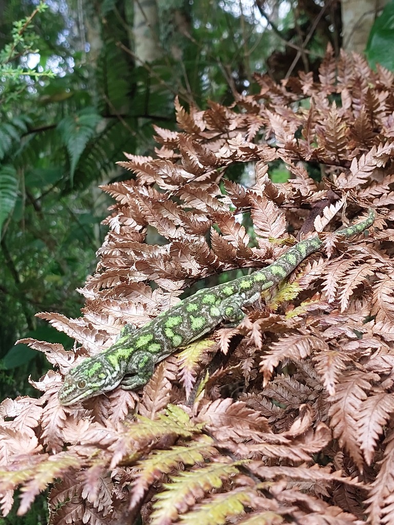 Warty Green Gecko in March 2024 by Hilary · iNaturalist