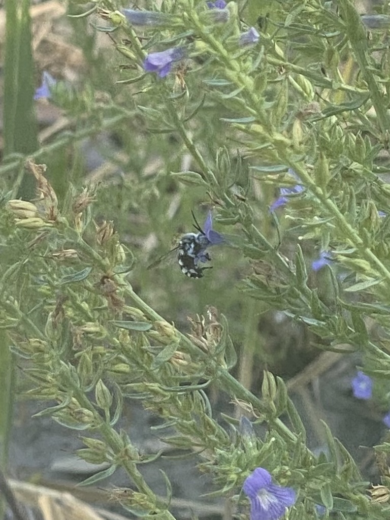 Cloak-and-Dagger Bees from Murray Ward, Nildottie, SA, AU on March 10 ...