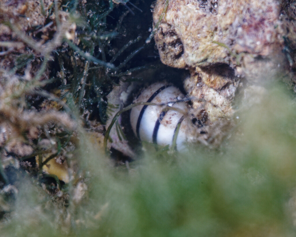Pink Bubble Snail from Waikiki, Honolulu, HI 96815, USA on March 9 ...