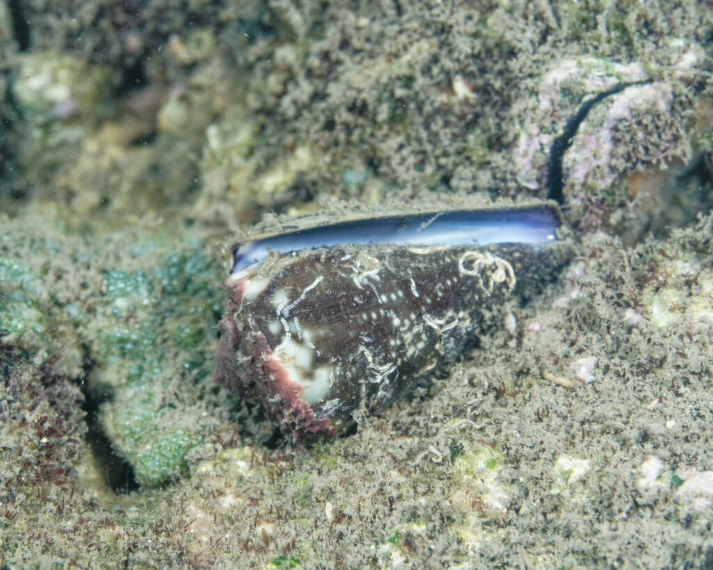 Rat Cone from Waikiki, Honolulu, HI 96815, USA on March 9, 2024 at 09: ...