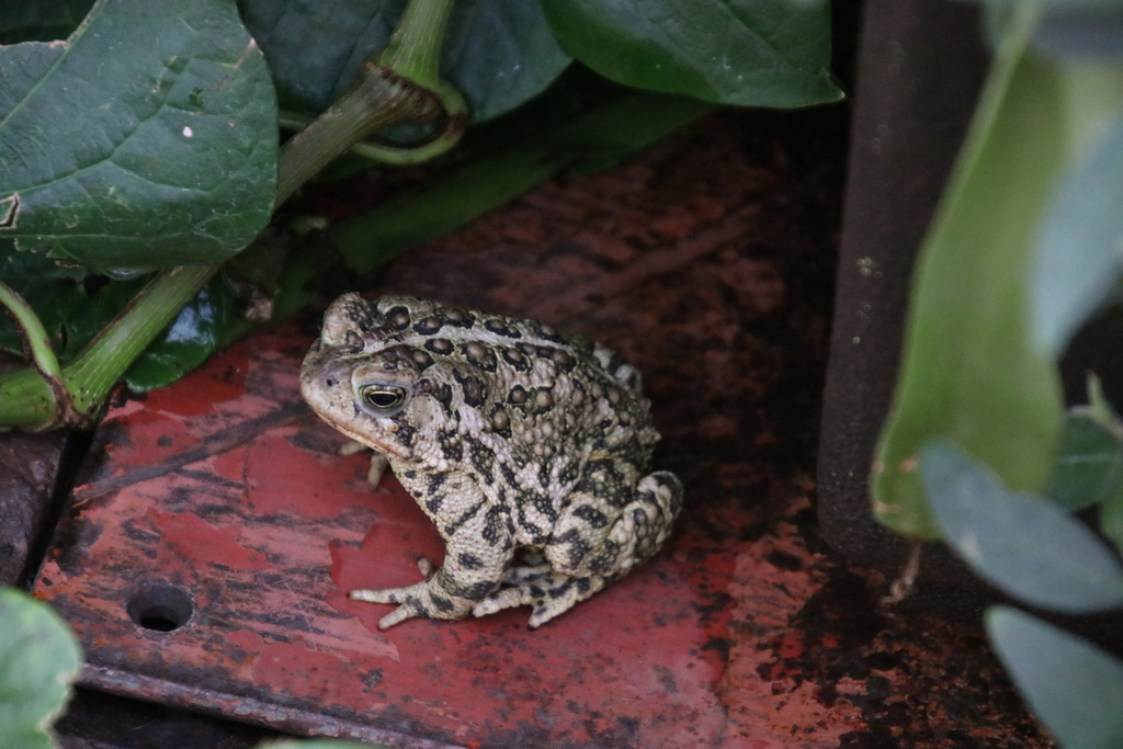True Toads from Cheesman Park, Denver, CO, USA on March 9, 2024 at 11: ...
