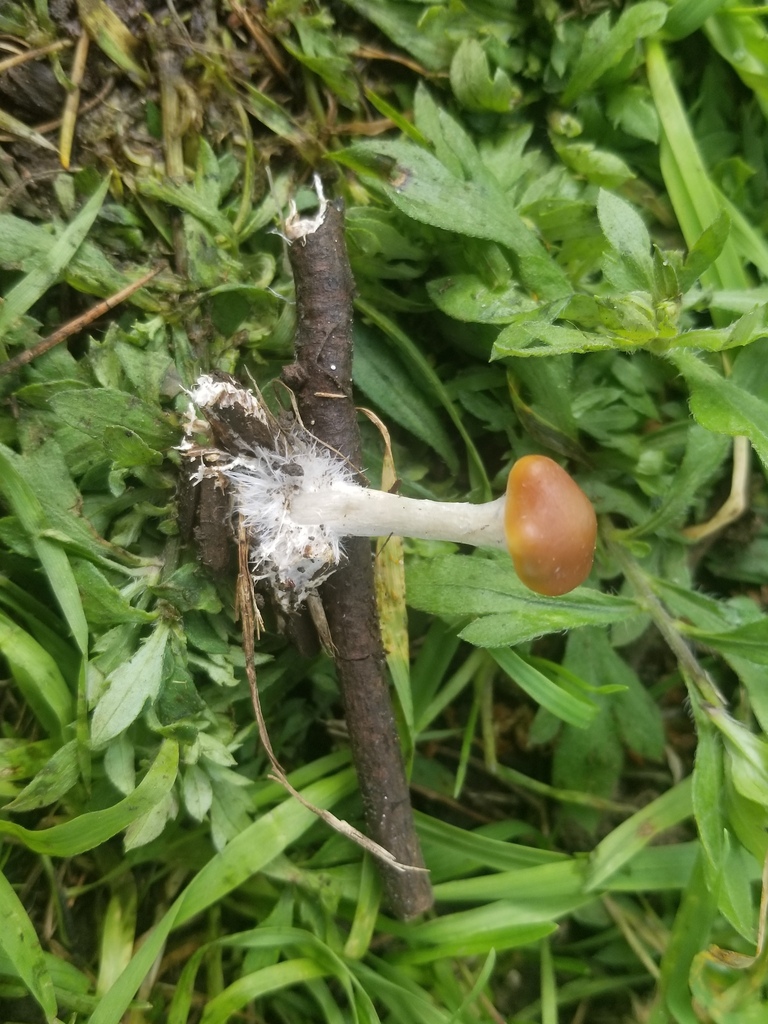 Wavy Cap in February 2024 by eleggua · iNaturalist