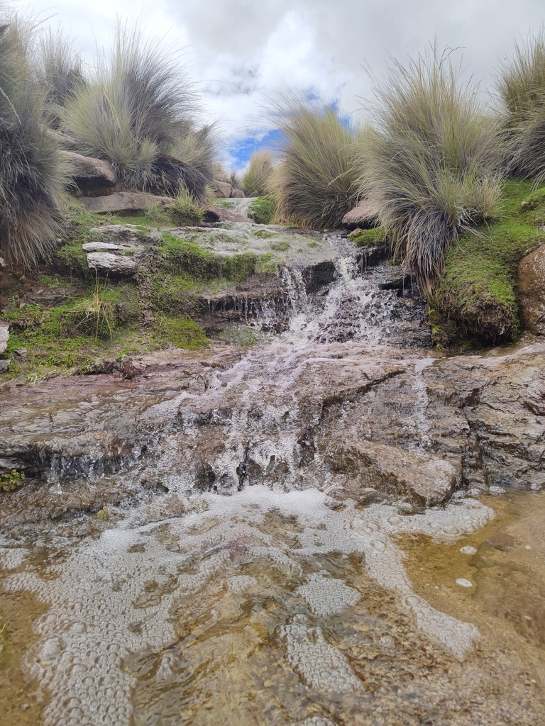 peruvian feather grass from Carangas, Bolivia on February 29, 2024 at ...