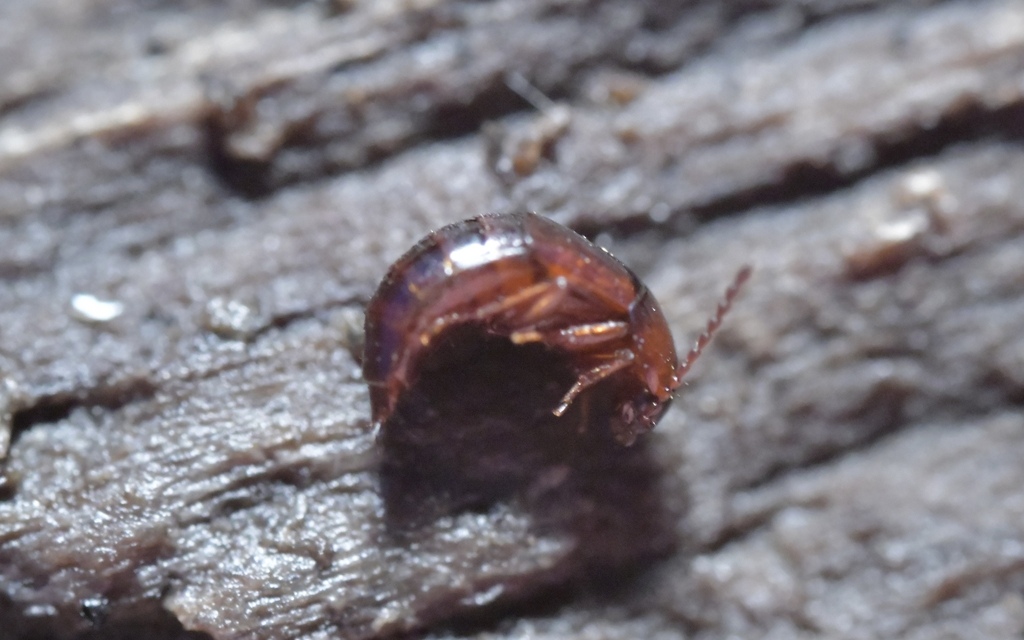 Tachinus corticinus from Reykjavík, Iceland on 08 March, 2024 at 01:24 ...