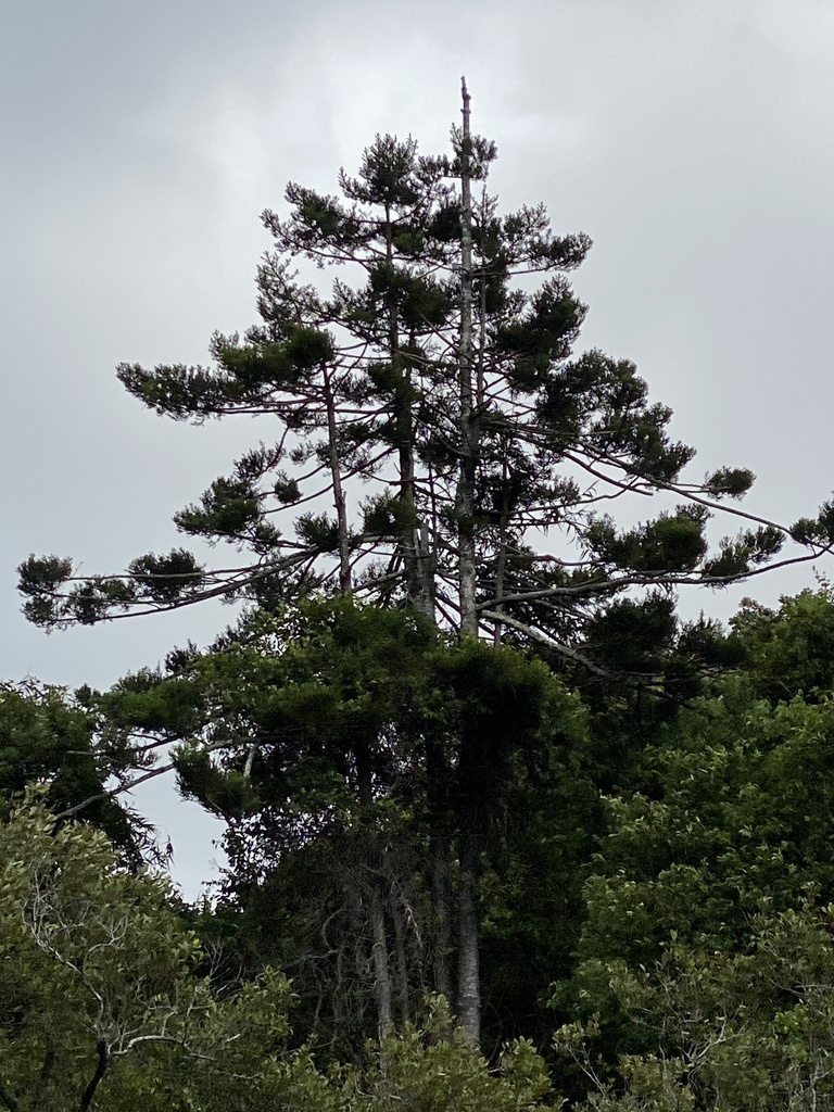 Hoop pine from Simpsons Creek, Brunswick Heads, NSW, AU on March 10 ...
