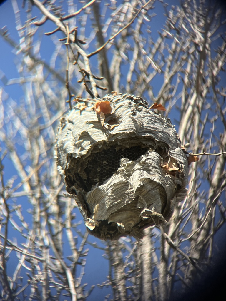 Bald-faced Hornet from Saint Louis Art Museum, St. Louis, MO, US on ...