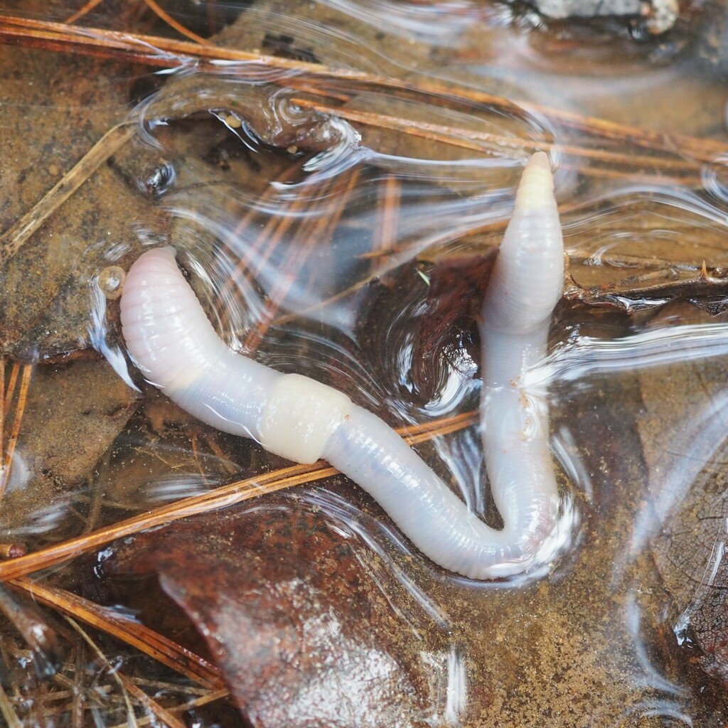 Earthworms from The North Carolina Arboretum, 100 Frederick Law Olmsted ...