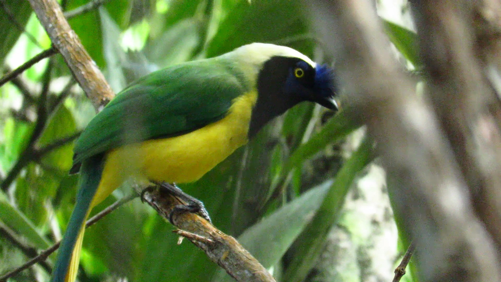 Green Jay from Cd Bolívar, Antioquia, Colombia on December 4, 2023 at ...