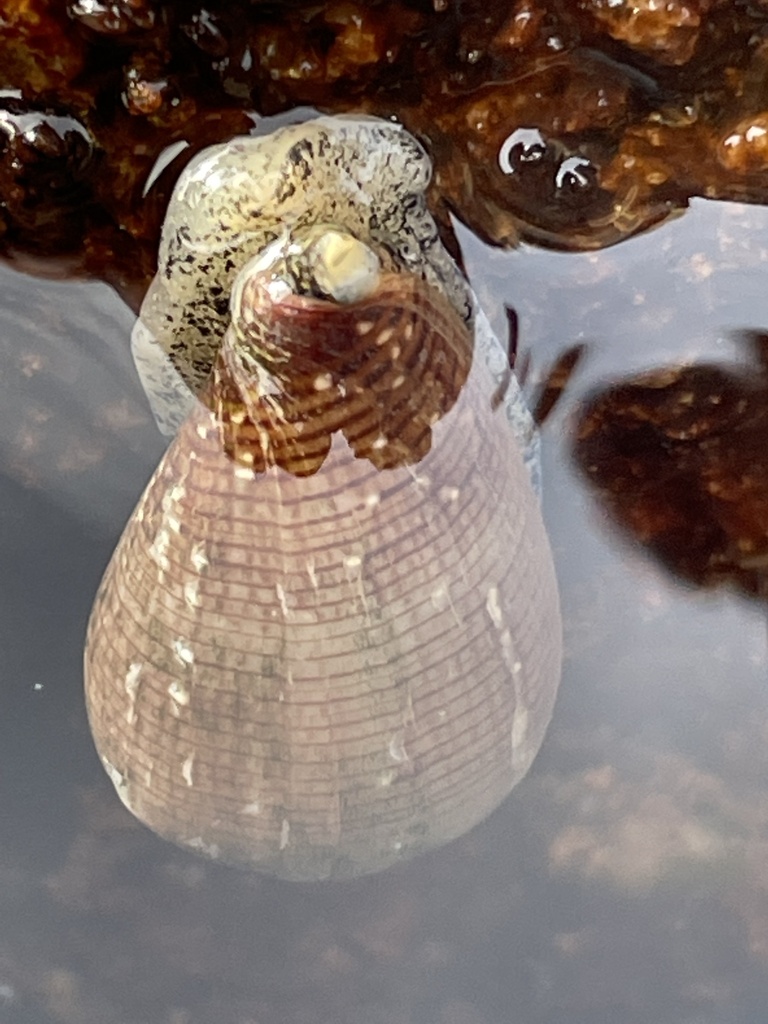 California Cone from North Pacific Ocean, Pacific Grove, CA, US on ...