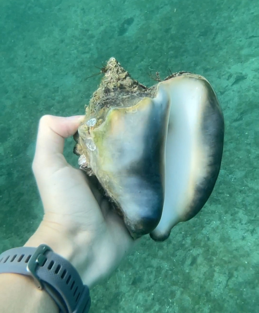 Milk Conch from Phil Foster Park, Riviera Beach, FL, US on March 9 ...