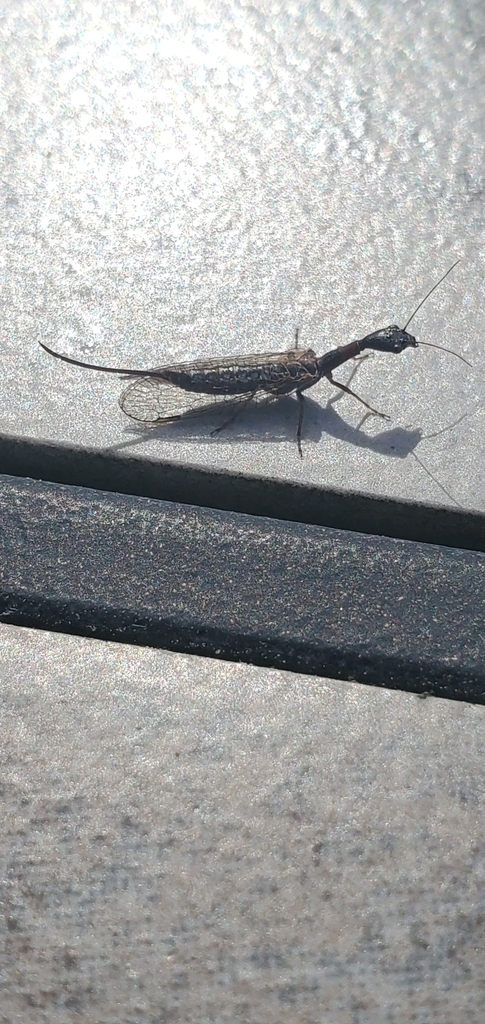 Common Snakeflies from Tierrasanta, San Diego, CA 92124, USA on March 9 ...
