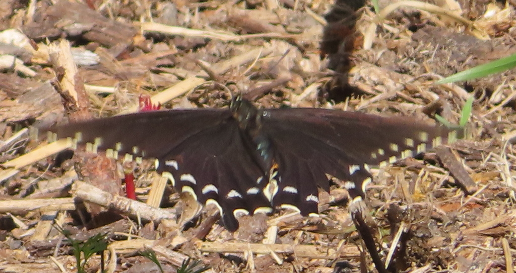 Pipevine Swallowtail from Brownsville, TX, USA on March 9, 2024 at 02: ...