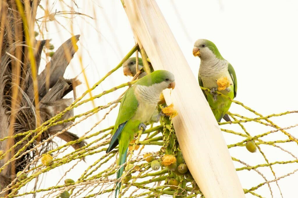 Monk Parakeet from Jardines del Bosque, 37200 León de los Aldama, Gto ...