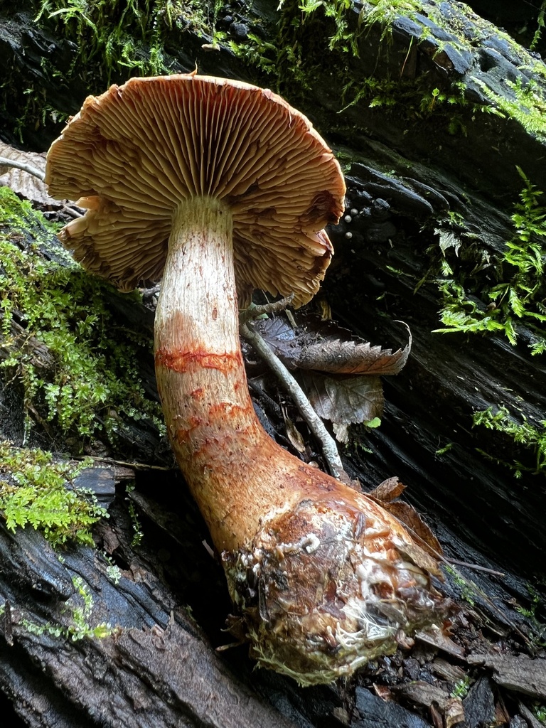 red-banded webcap from Swatara State Park, Jonestown, PA, US on ...
