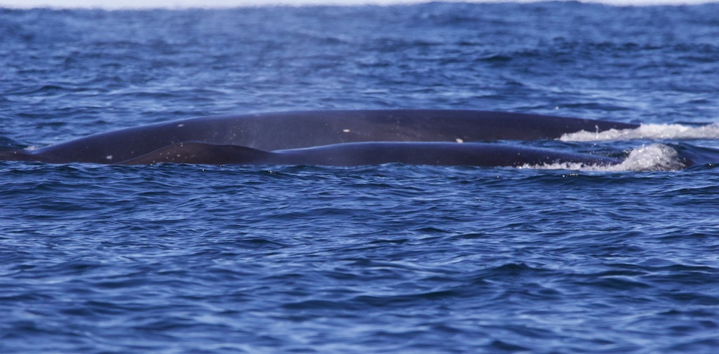 Northern Fin Whale in March 2024 by Liam Ragan. Pair seen off of ...