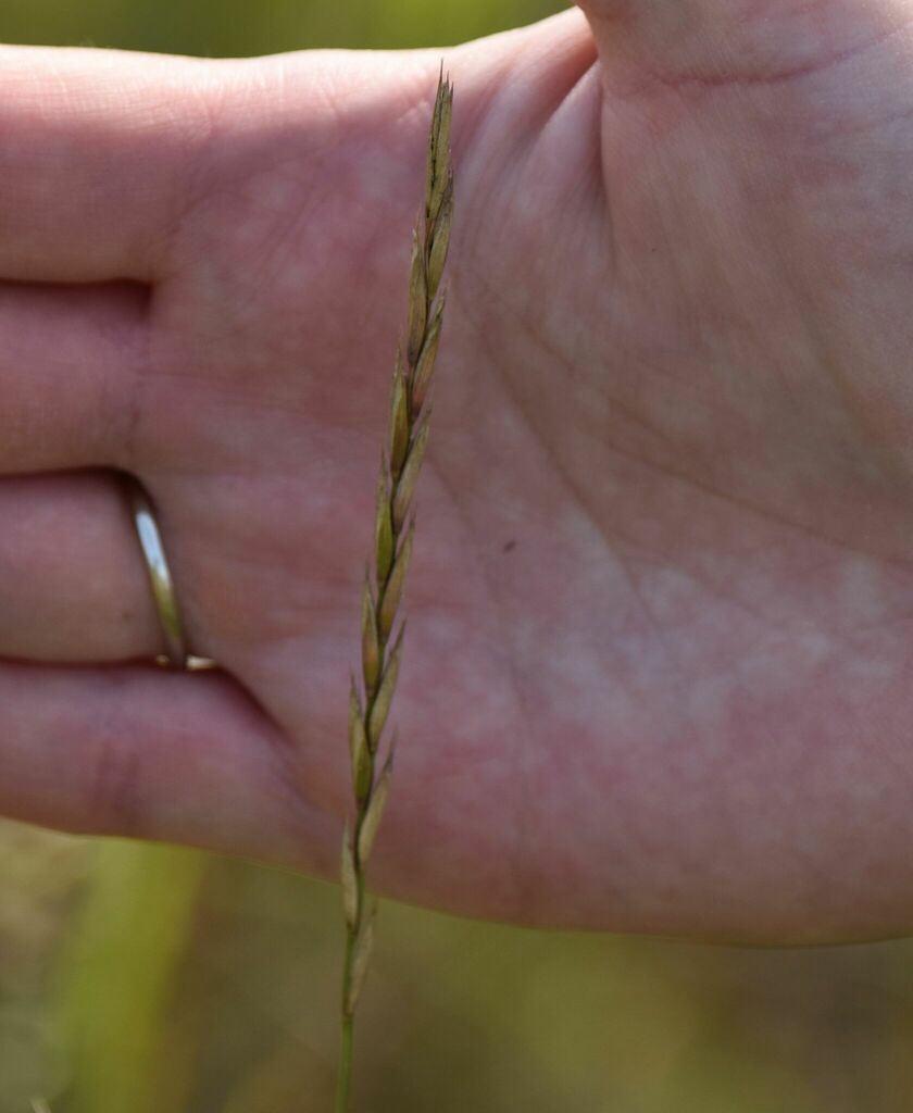 slender wheat grass from Corman Park No. 344, SK, Canada on August 29 ...