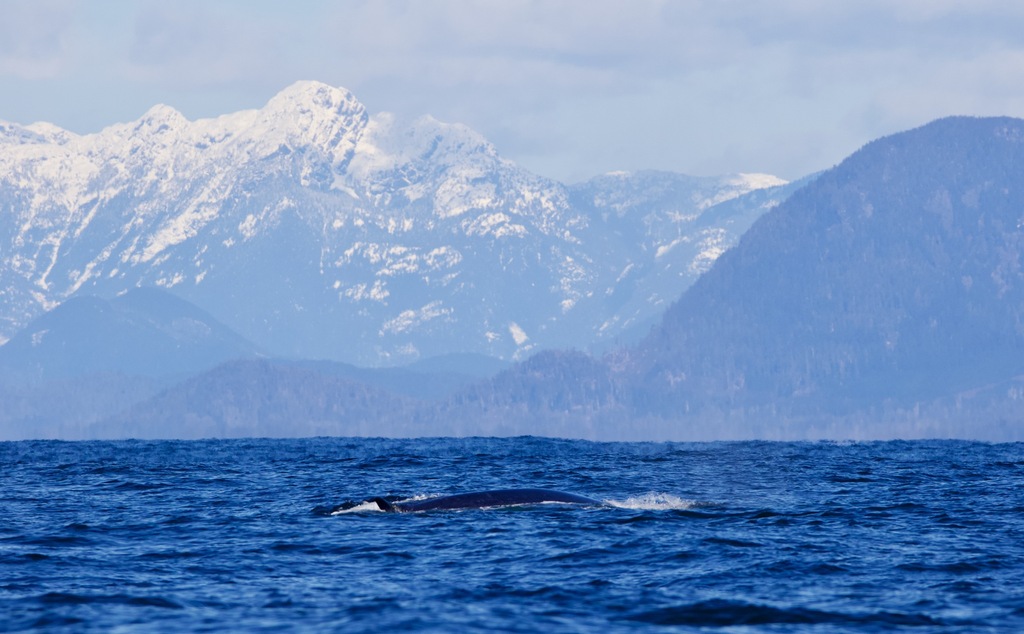 Fin Whale · Finnwal · Rorqual commun (HX - Common Wildlife of the ...