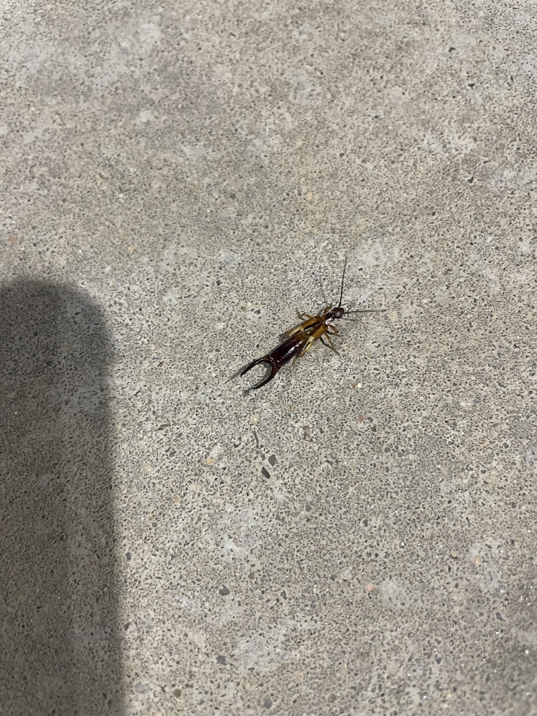 Doru lineare from Orla do Guaíba, Porto Alegre, RS, BR on March 9, 2024 ...