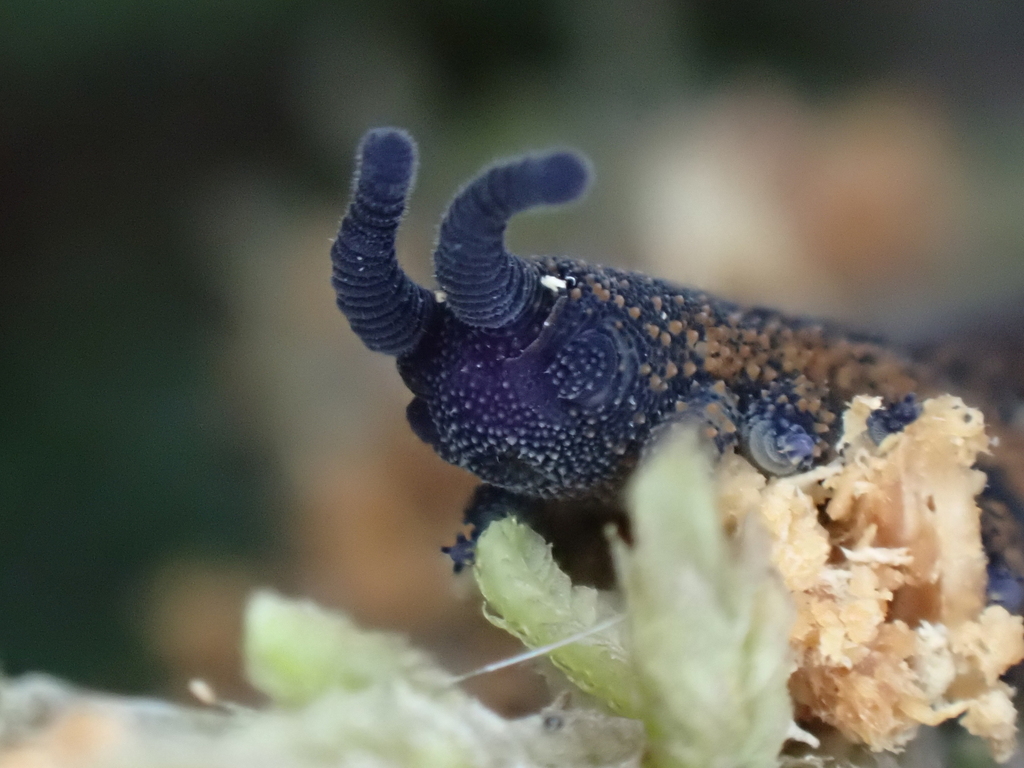 New Zealand Peripatus from Spicer forest on March 9, 2024 at 10:53 AM ...